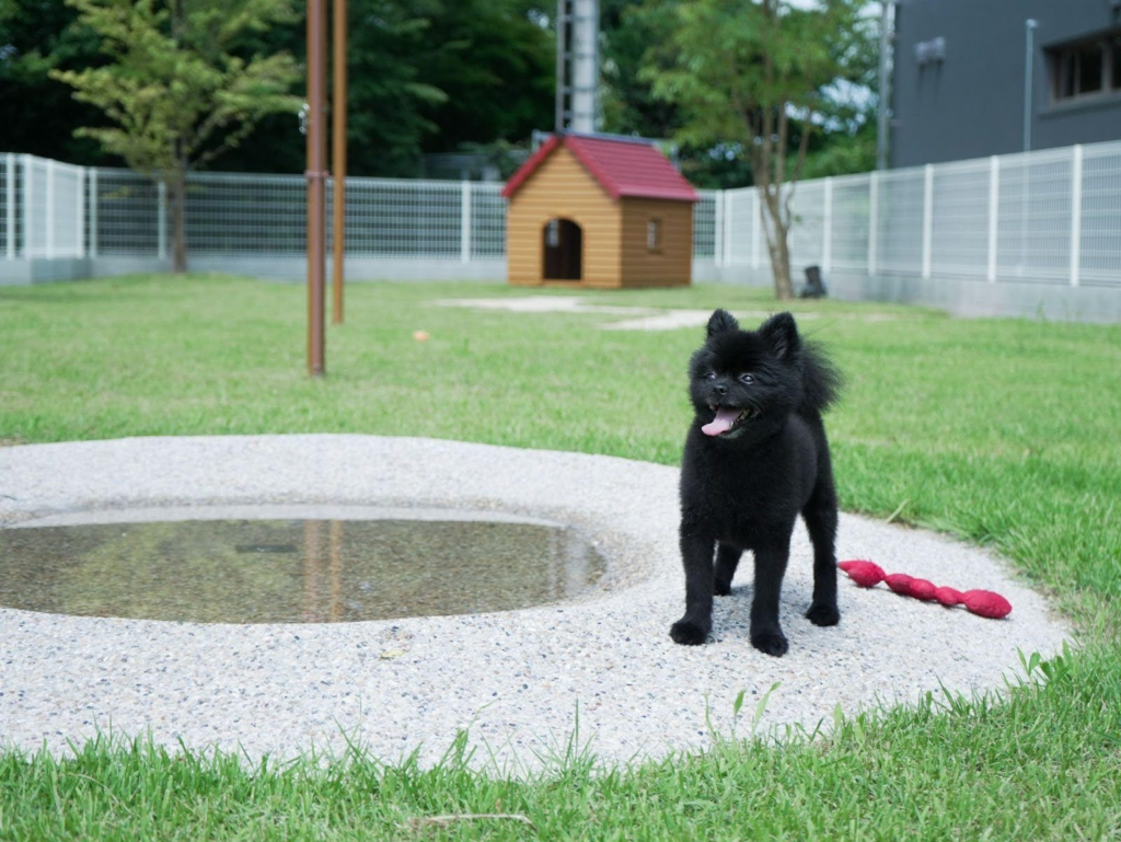 DOG &field | atick